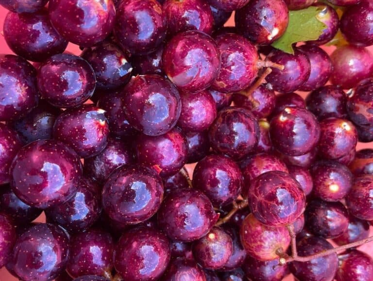 How To Make Southern Muscadine Jelly - Southern Food Junkie