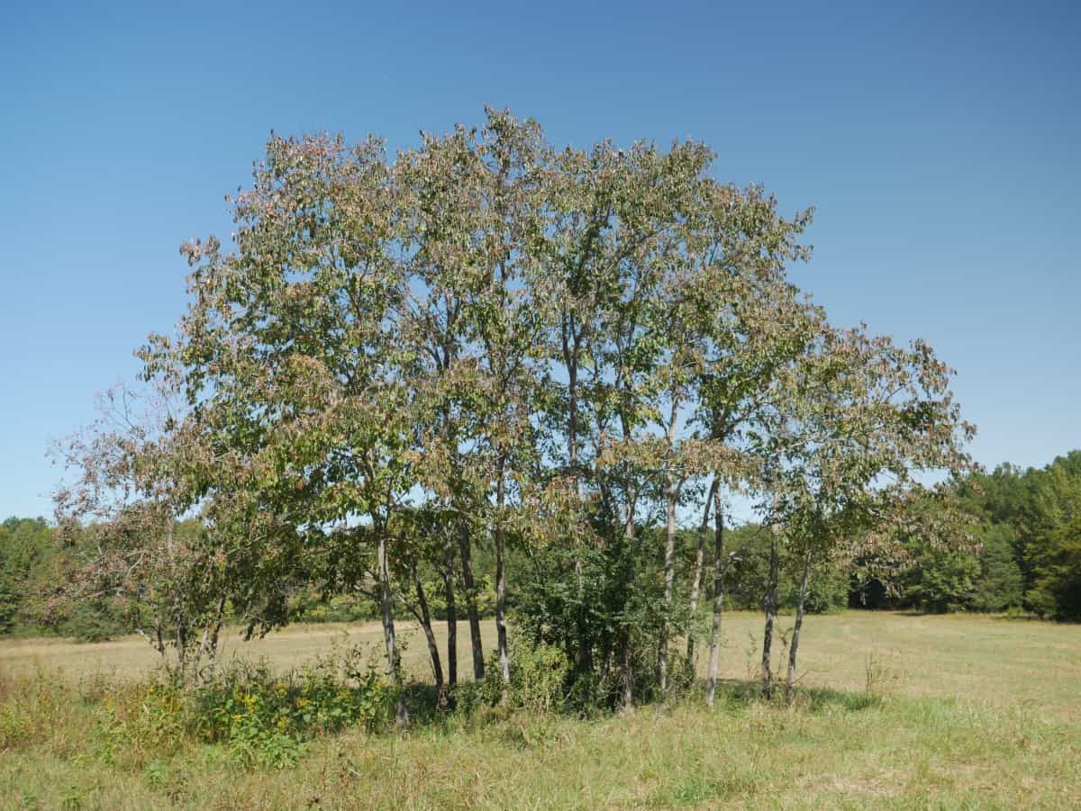 How To Tell if A Persimmon Is Ripe - Southern Food Junkie