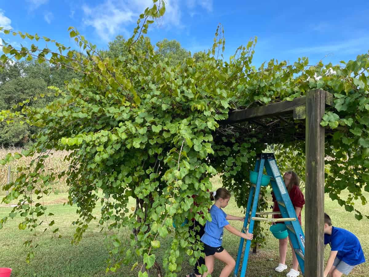 How To Make Southern Muscadine Jelly - Southern Food Junkie