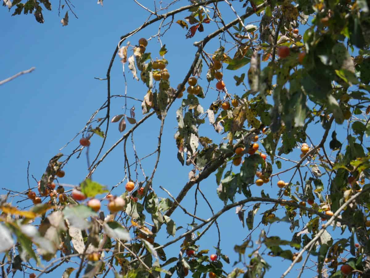 How To Tell if A Persimmon Is Ripe - Southern Food Junkie