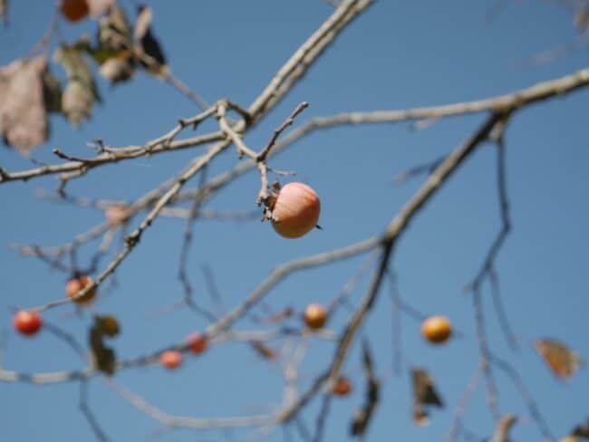 How To Tell if A Persimmon Is Ripe - Southern Food Junkie
