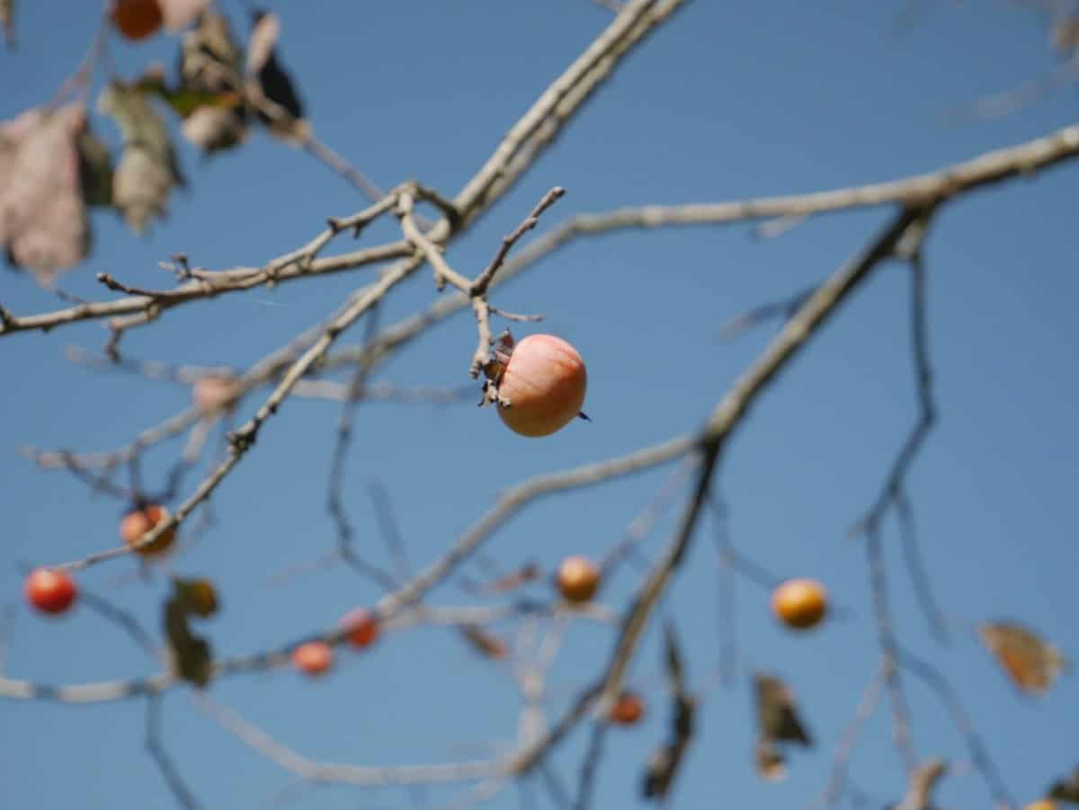 How To Tell if A Persimmon Is Ripe - Southern Food Junkie