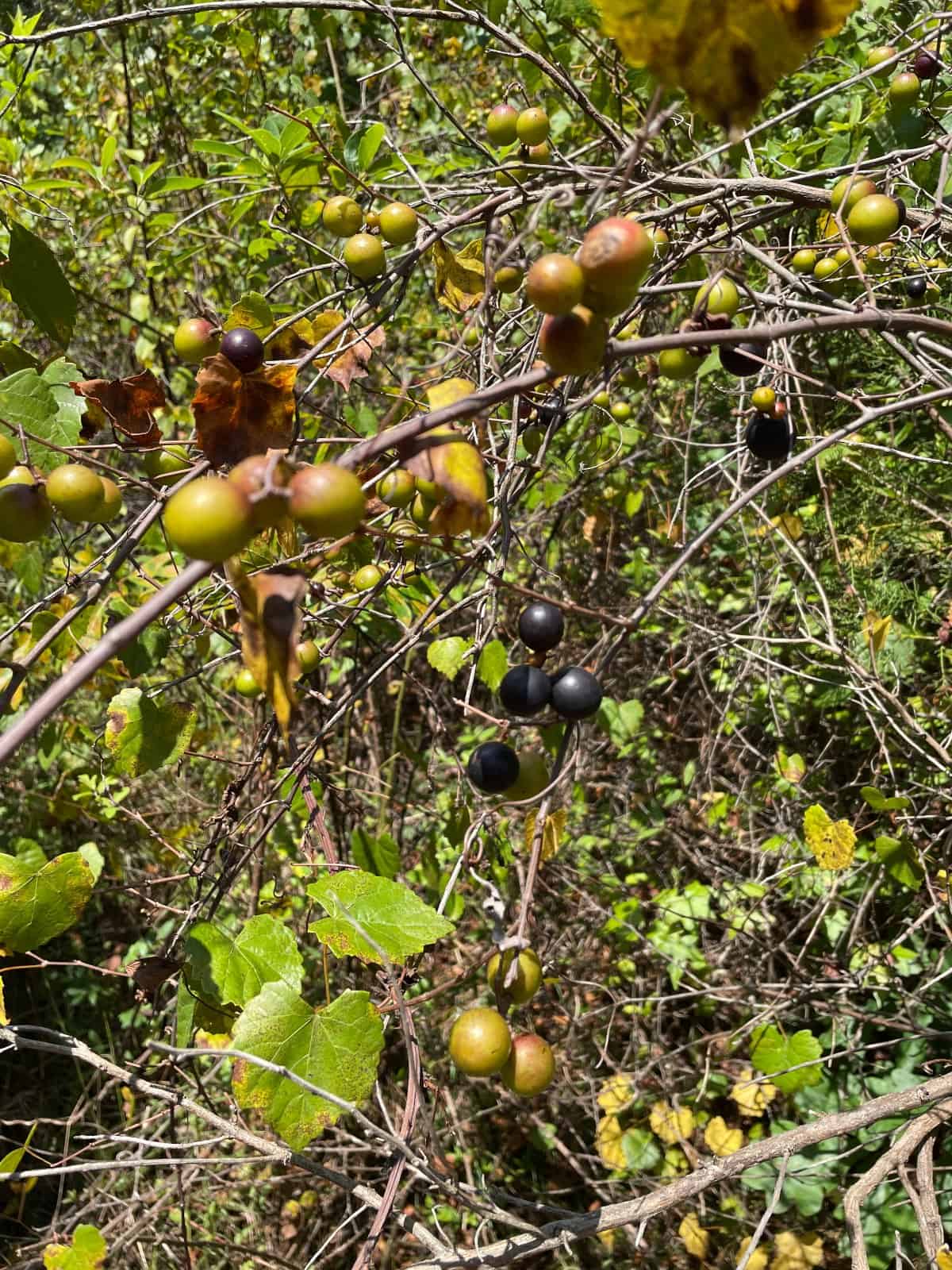 How To Make Southern Muscadine Jelly - Southern Food Junkie