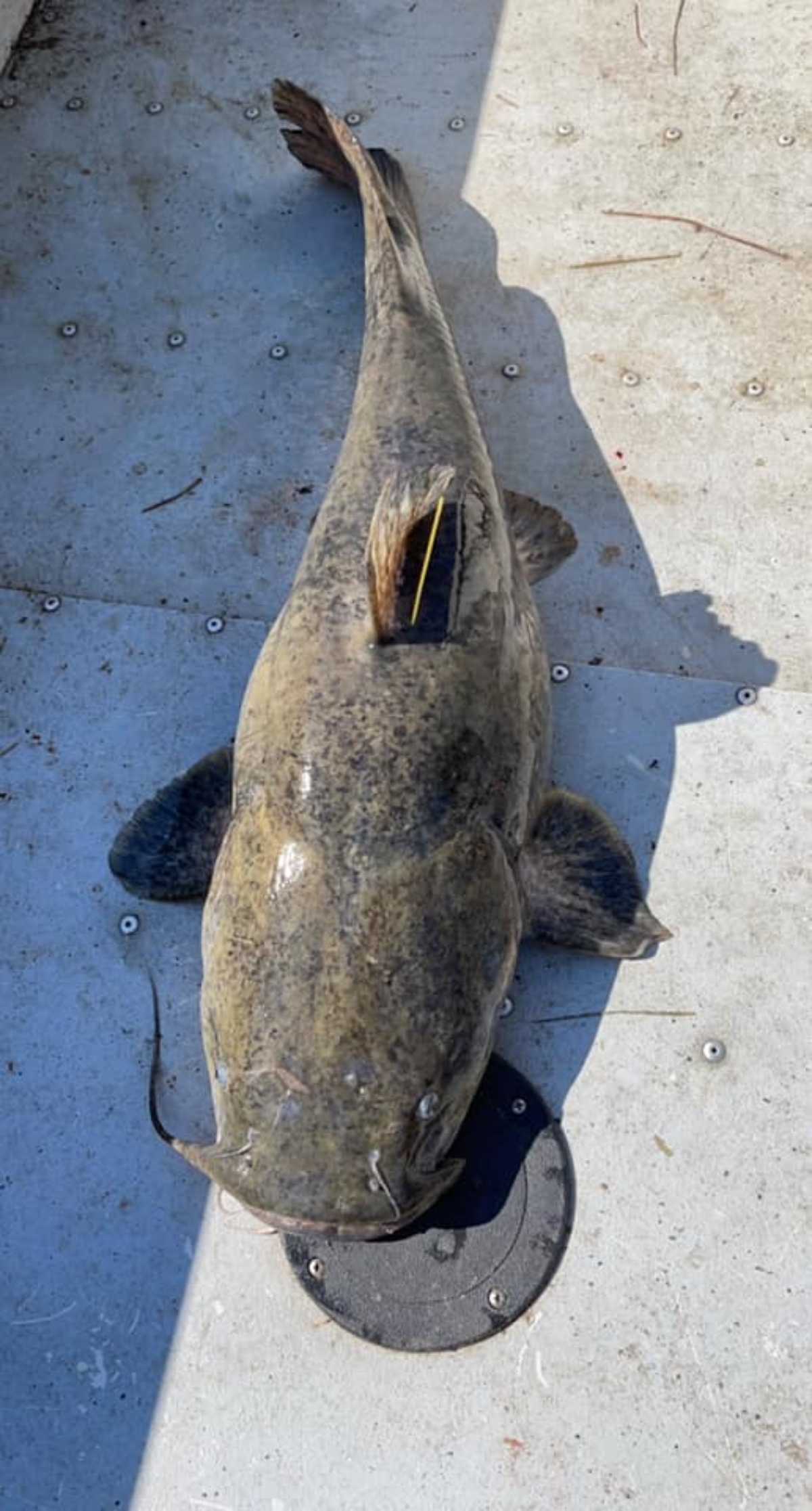 Crispy Southern Fried Catfish Recipe - Southern Food Junkie