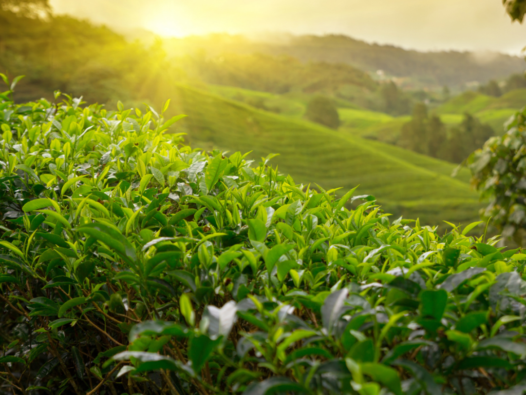 How to Make Peach Tea (Easy Recipe) - Southern Food Junkie