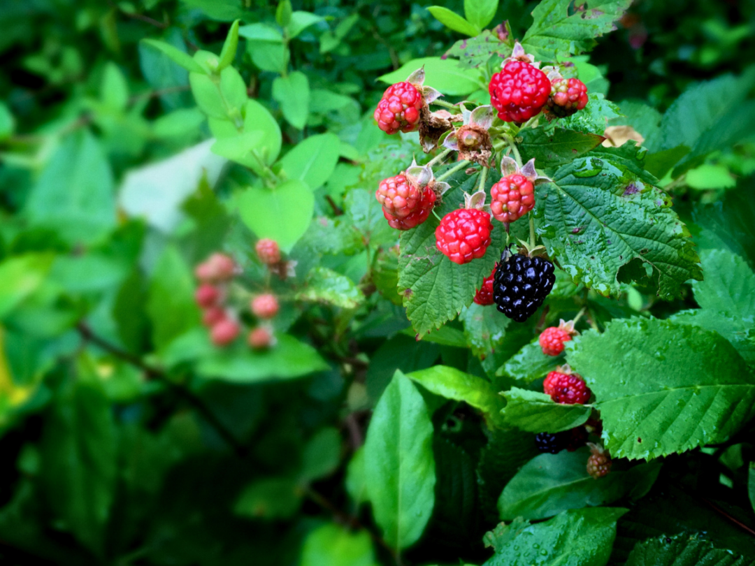 Old-Fashioned Southern Blackberry Cobbler Recipe (Easy) - Southern Food ...